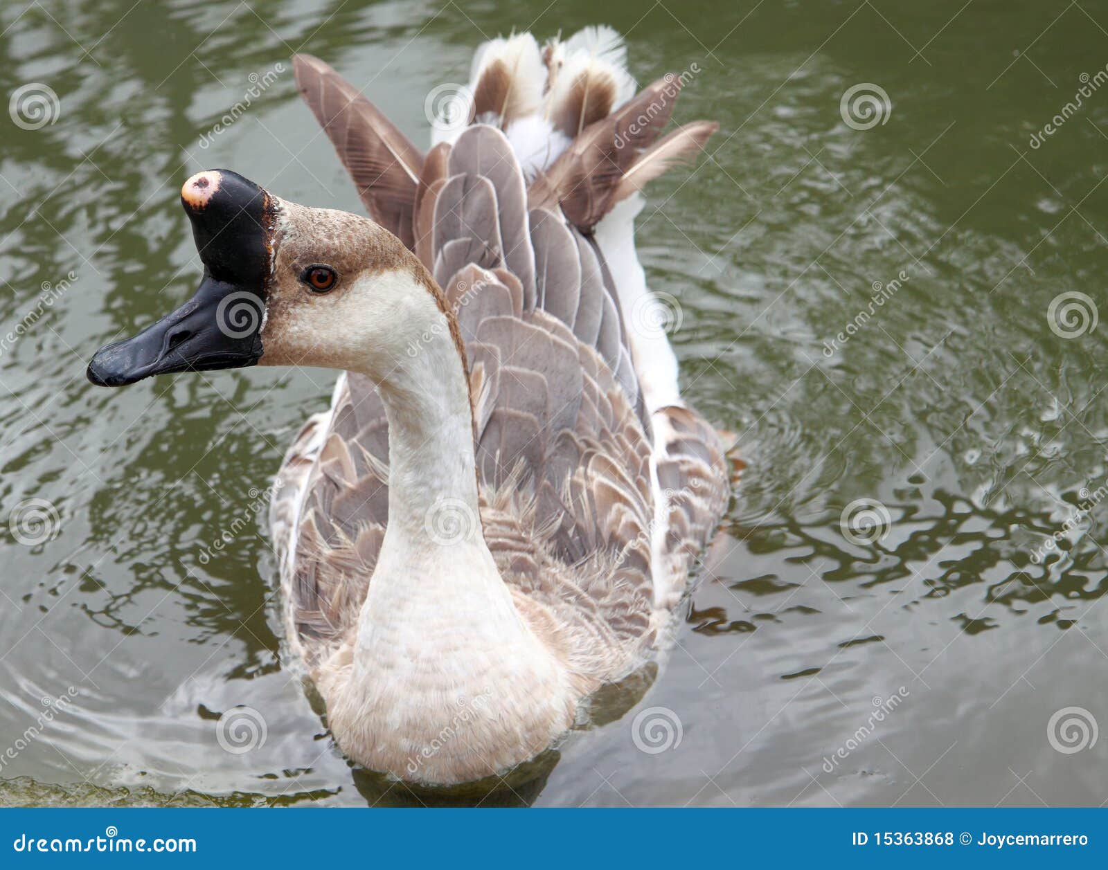 Horn Billed Goose stock photo. Image of bulbous, soft - 15363868