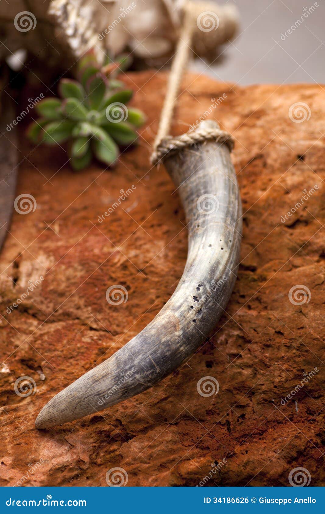 Horn stock photo. Image of animals, rock, succulent, nature - 34186626