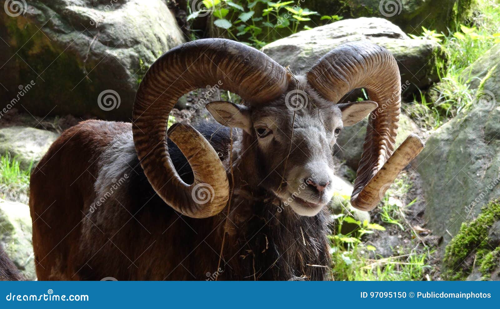 Horn, Fauna, Argali, Sheep Picture. Image: 97095150