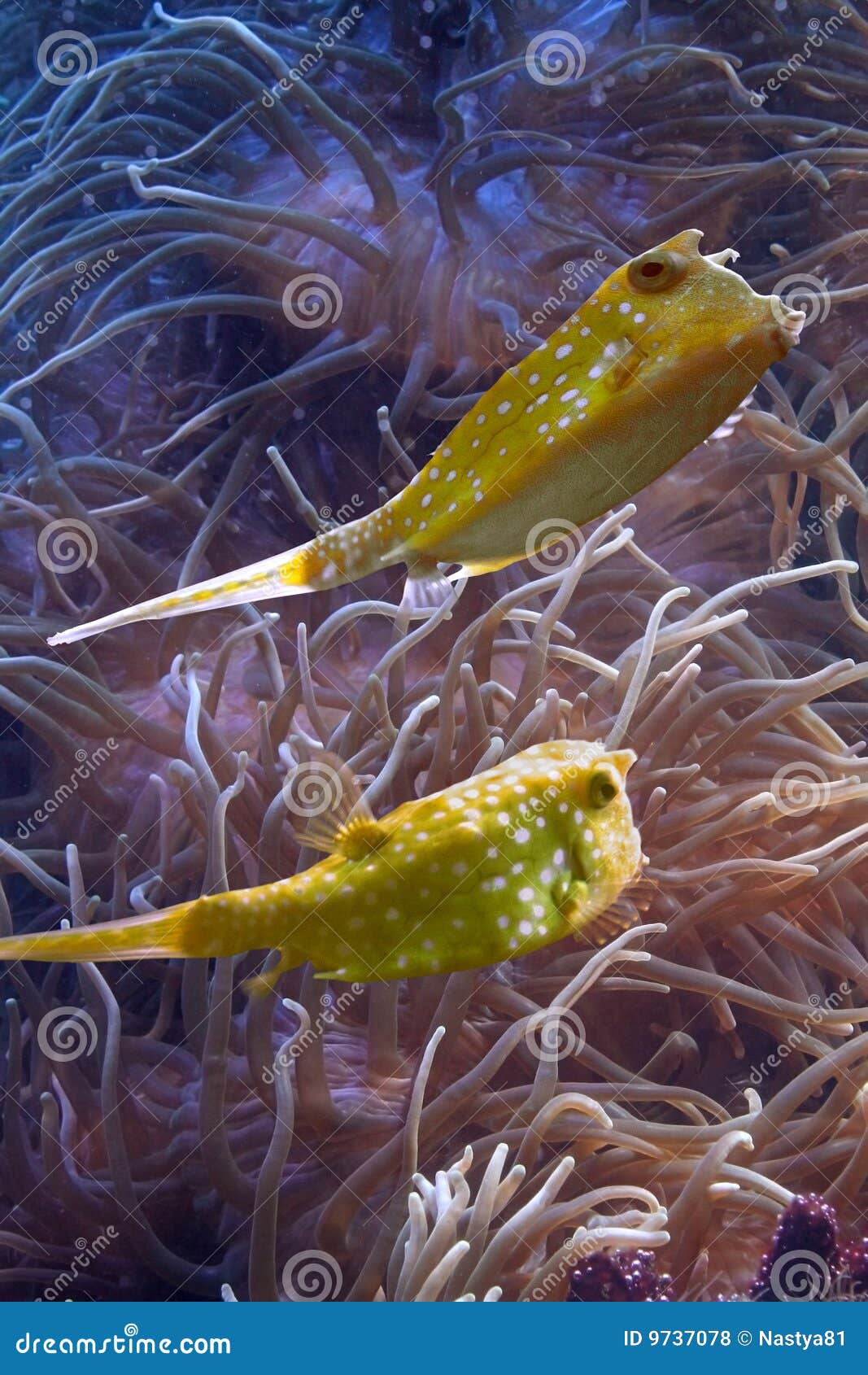 Horn fish stock photo. Image of animal, colorful, beauty - 9737078