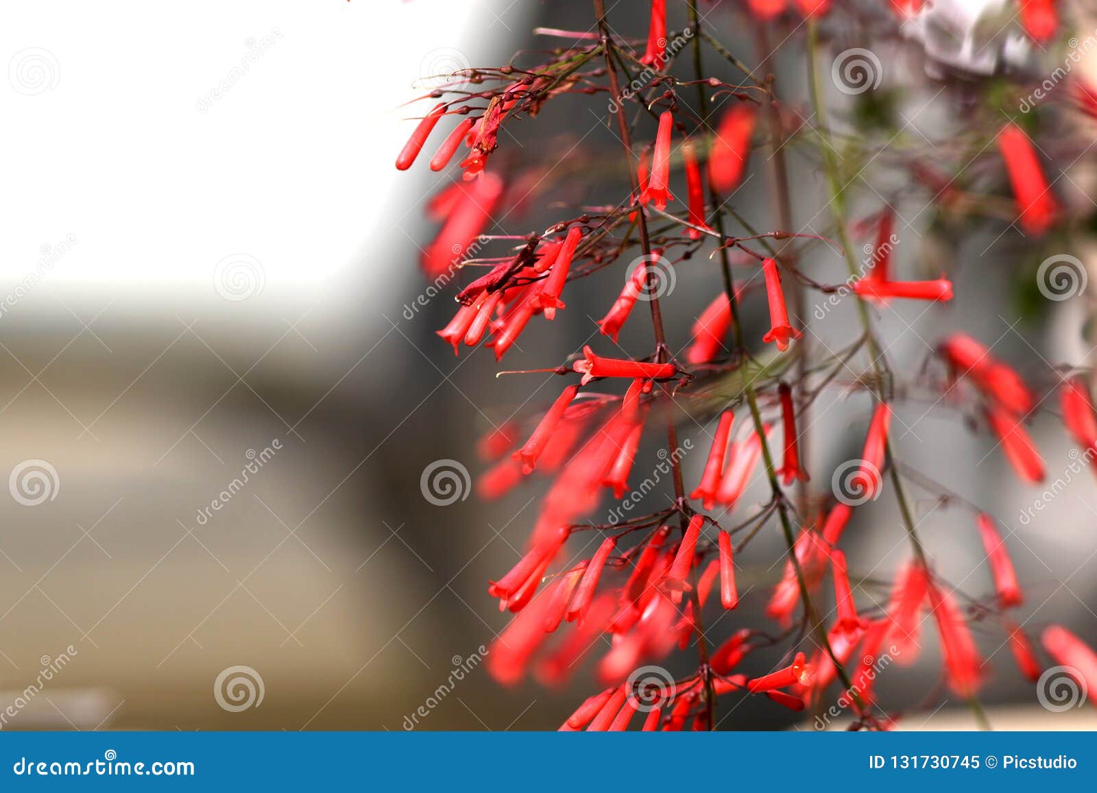 Horn flowers stock image. Image of spring, shot, coloured - 131730745