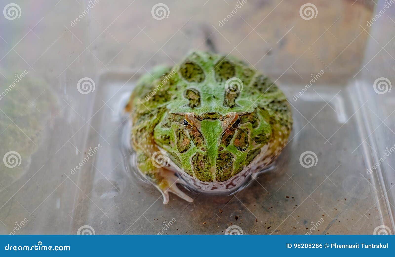 Horn Frog. stock photo. Image of water, closeup, horn - 98208286