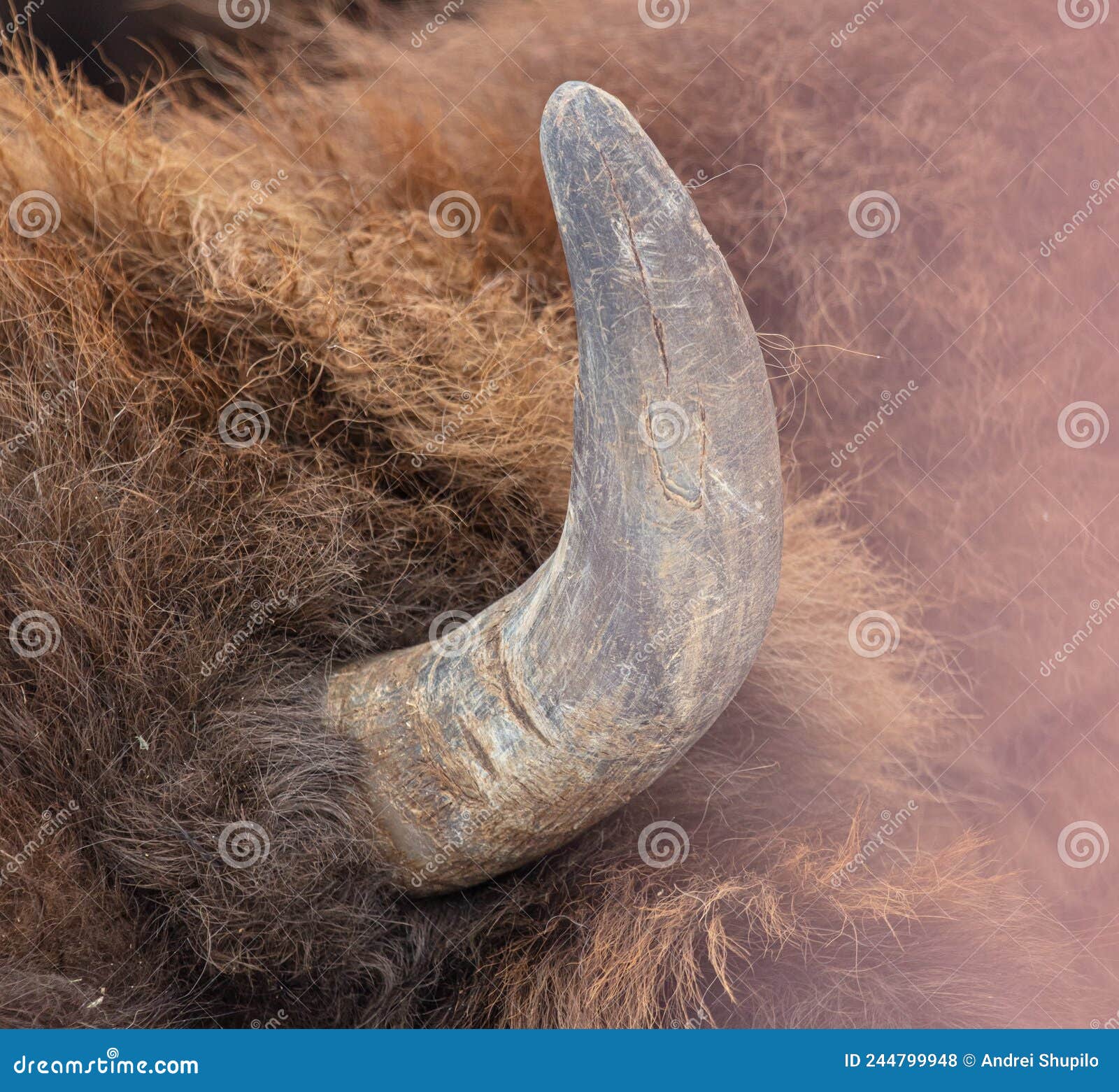 Horn on the Head of a Bison. Stock Photo - Image of bison, sharp: 244799948