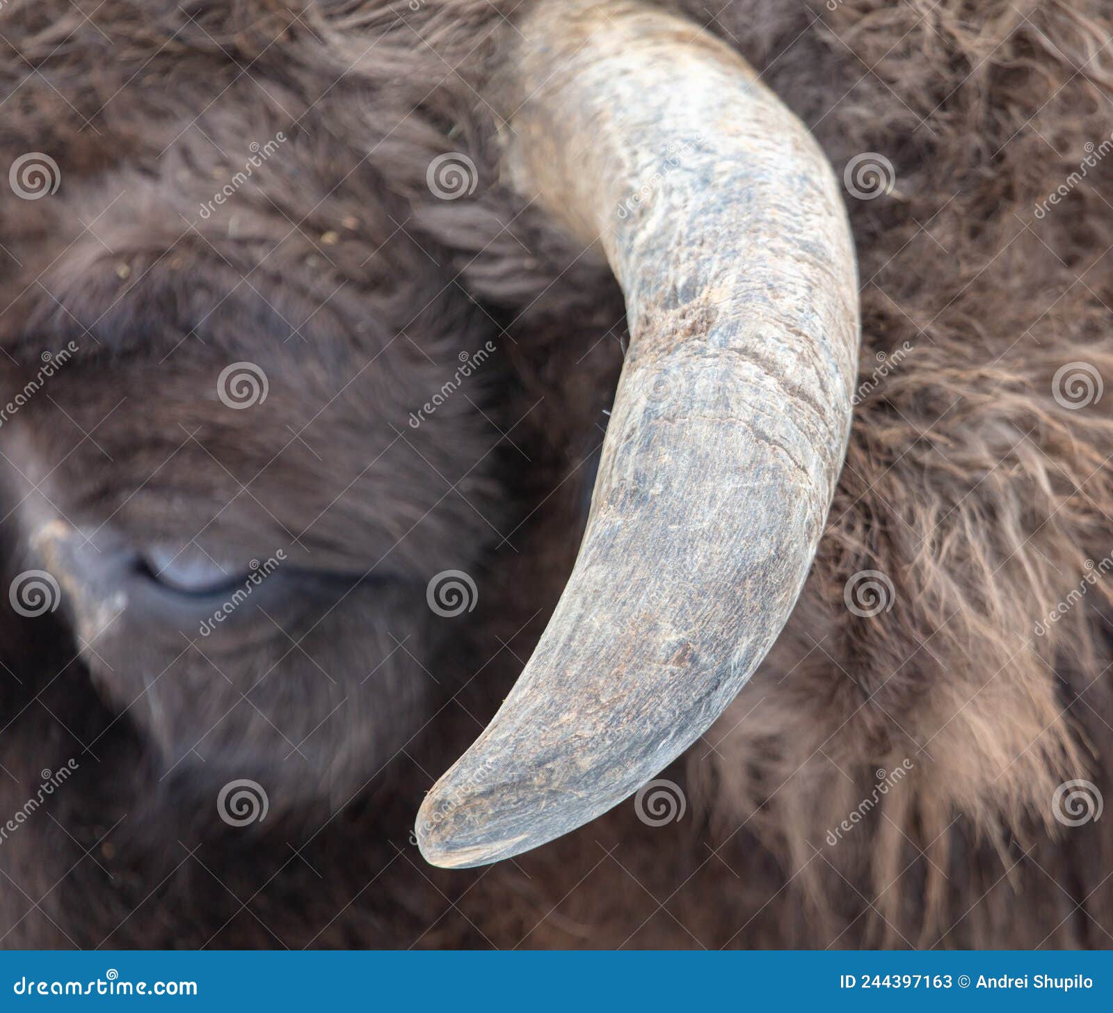 Horn on the Head of a Bison. Stock Image - Image of animal, bison ...