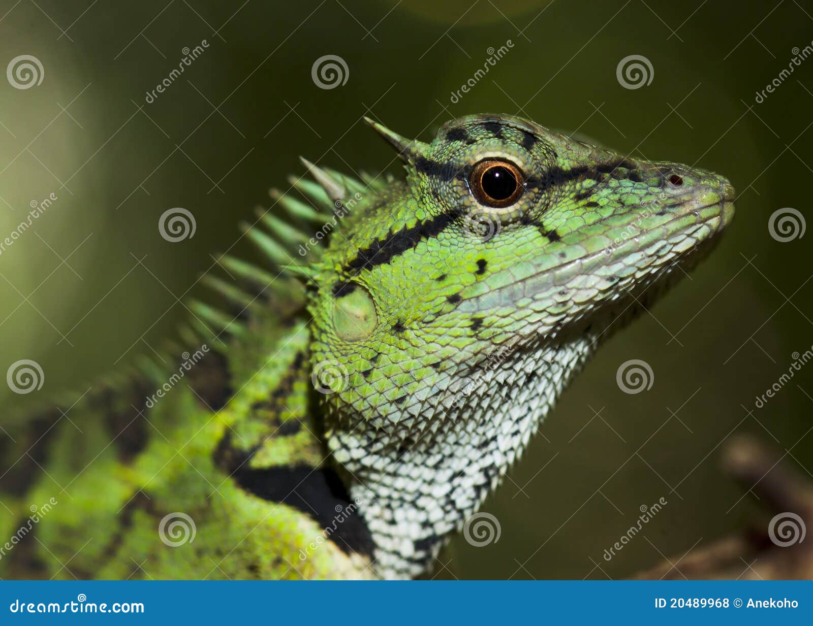 The horn lizard stock photo. Image of amphibian, iguana - 20489968