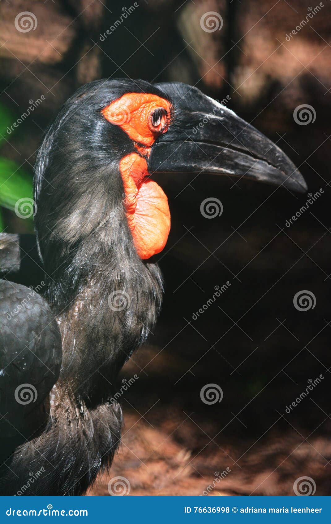 Horn raven stock photo. Image of beak, fauna, bird, wildlife - 76636998