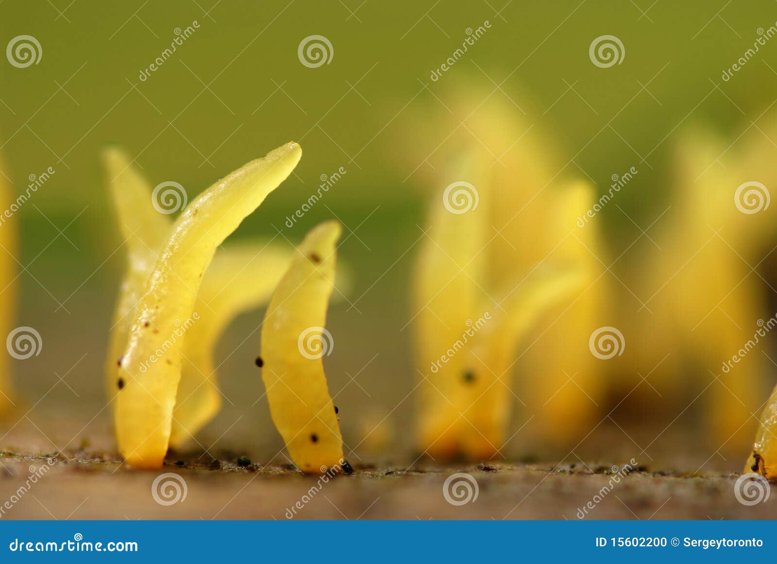 Horn-shaped Mushrooms. (Calocera Cornea) Stock Photo - Image of ...