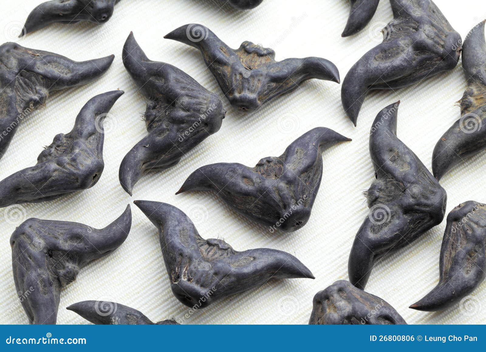 Horn Shaped Water Caltrop stock photo. Image of color - 26800806