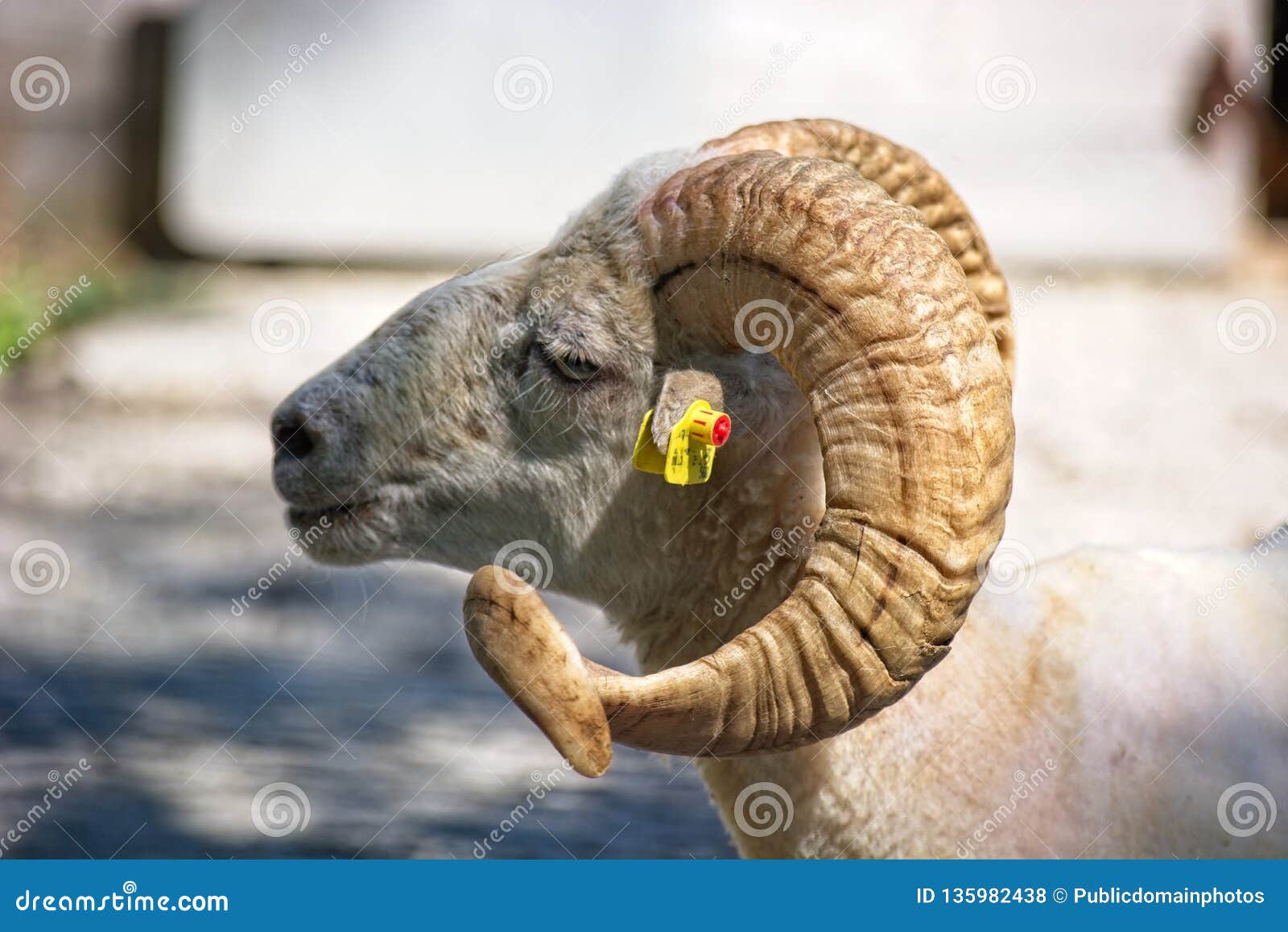 Horn, Sheep, Terrestrial Animal, Argali Picture. Image: 135982438