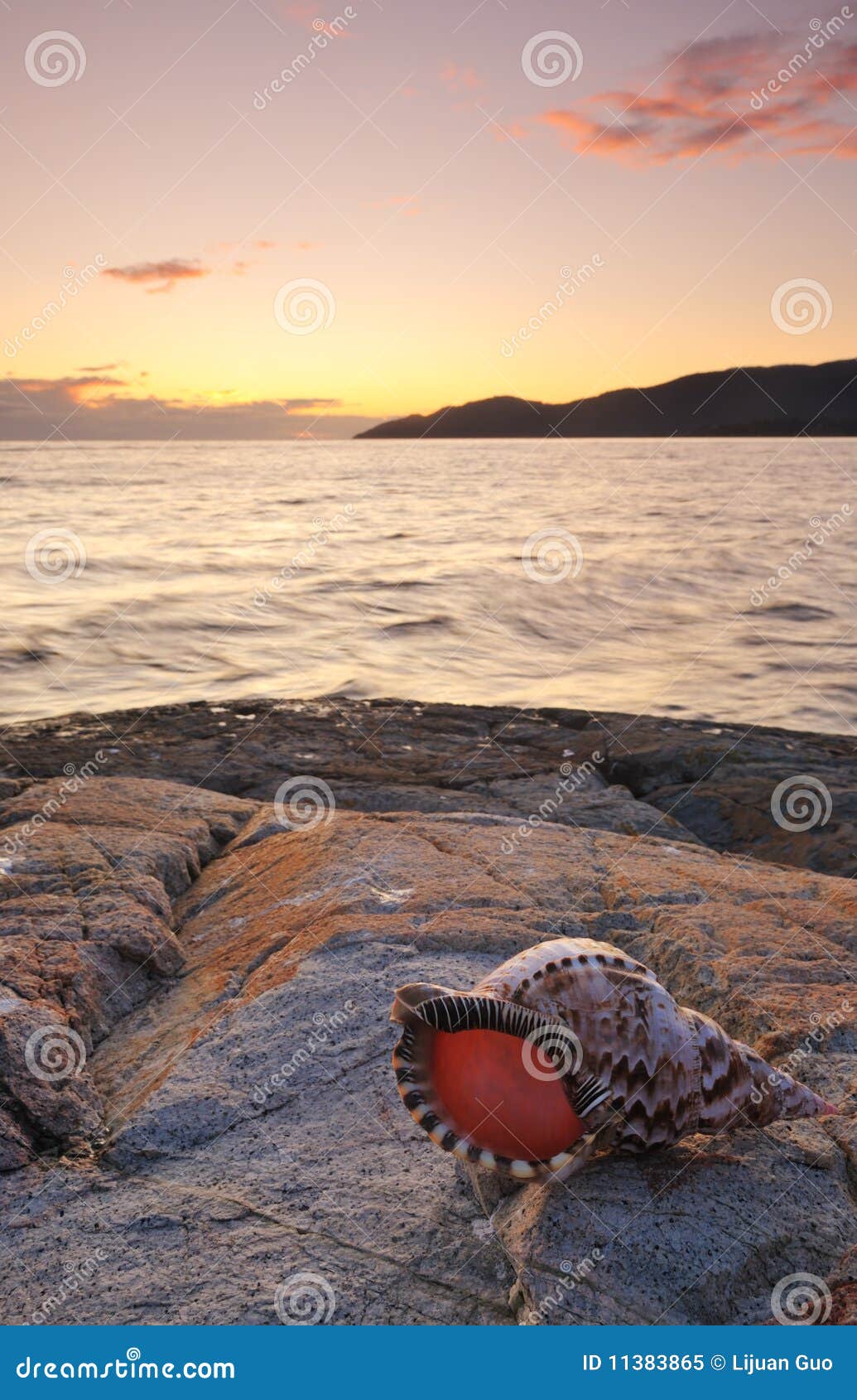 261 Beach Horn Shell Stock Photos - Free & Royalty-Free Stock Photos ...