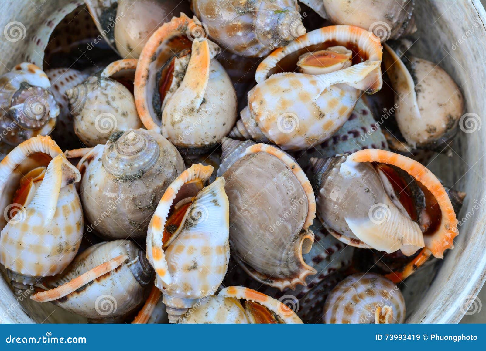 Horn snails at market stock image. Image of coconut, fruits - 73993419