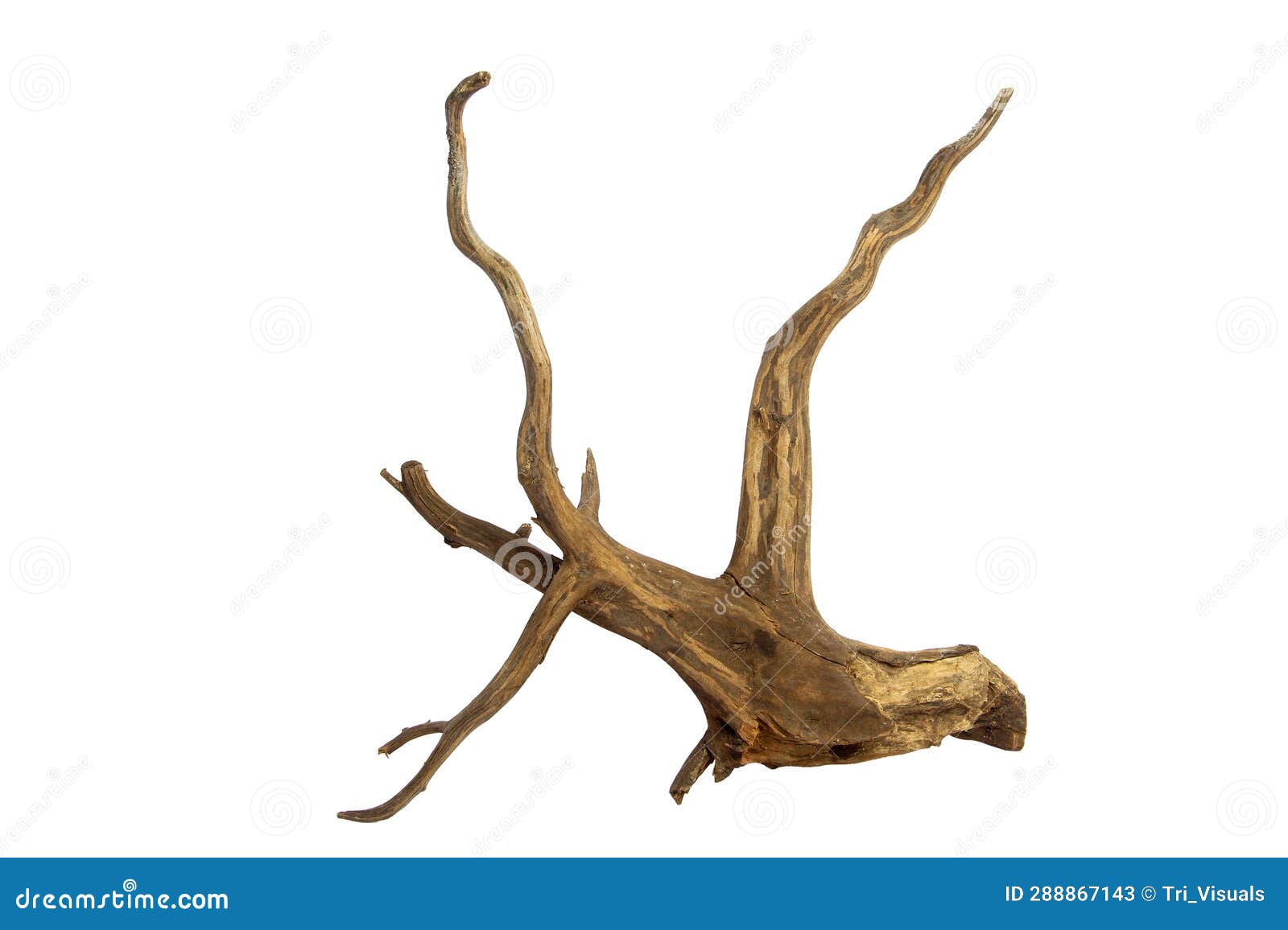 Horn Tree Root Driftwood Isolated on White Background with Clipping ...