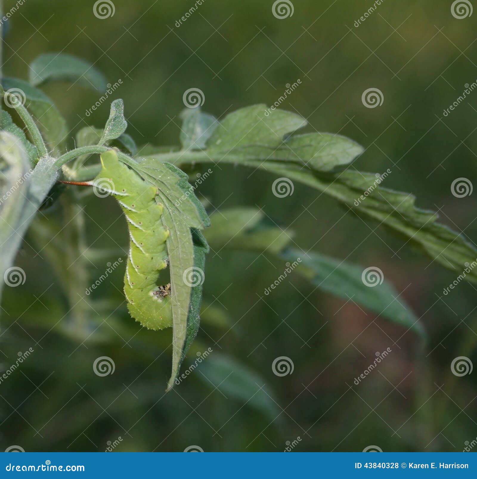 Horn WormB stock photo. Image of garden, green, slow - 43840328