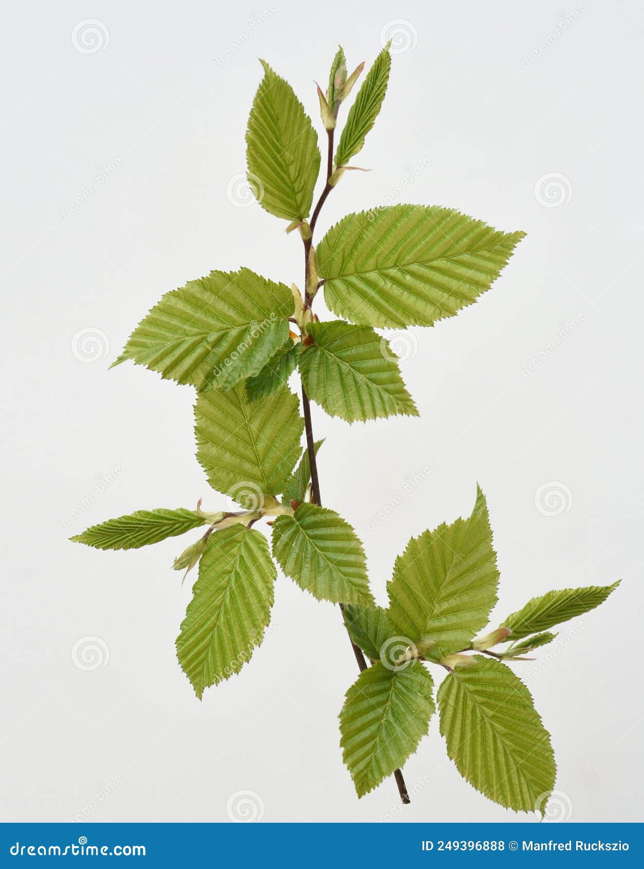 Hornbeam, Carpinus, Betulus Stock Photo - Image of deciduous, leafe ...