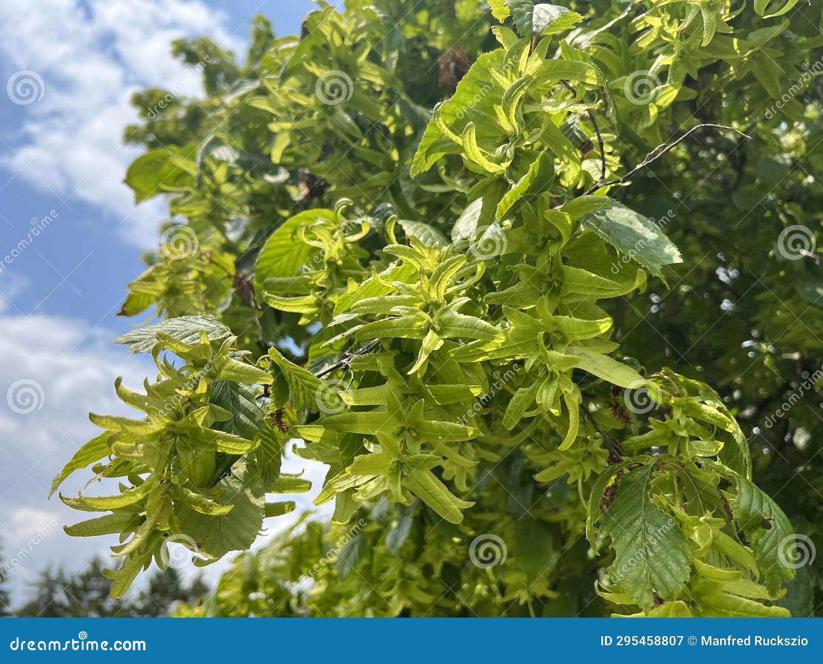 Hornbeam (Carpinus Betulus) - Seeds Royalty-Free Stock Image ...