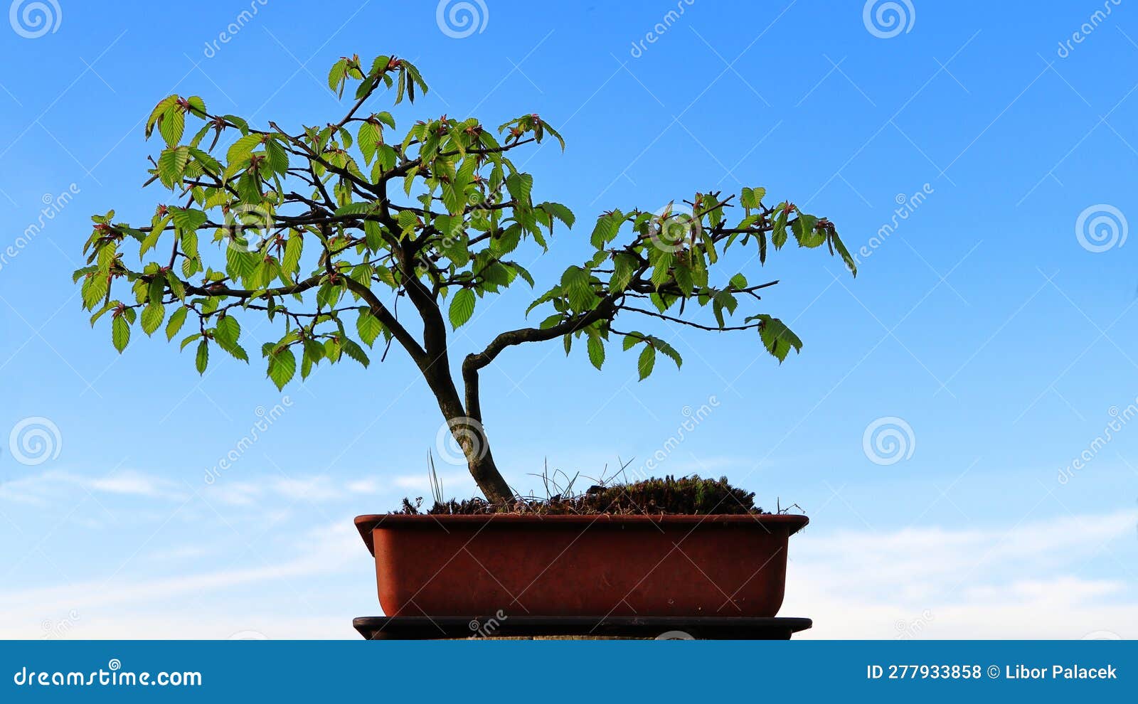 Bonsai Deciduous Trees Stock Photography | CartoonDealer.com #82304456