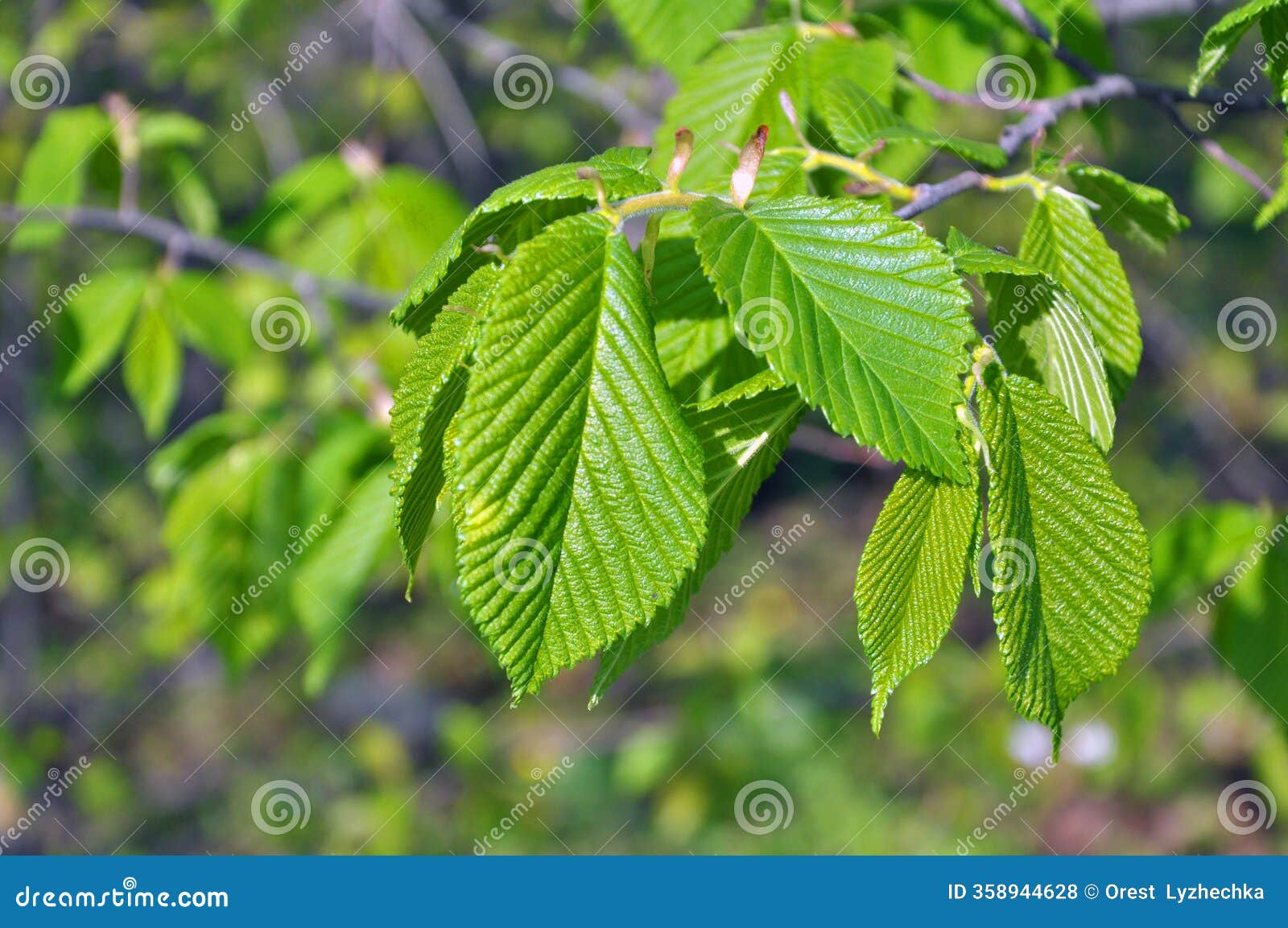 Hornbeam (Carpinus Betulus) - Seeds Royalty-Free Stock Image ...
