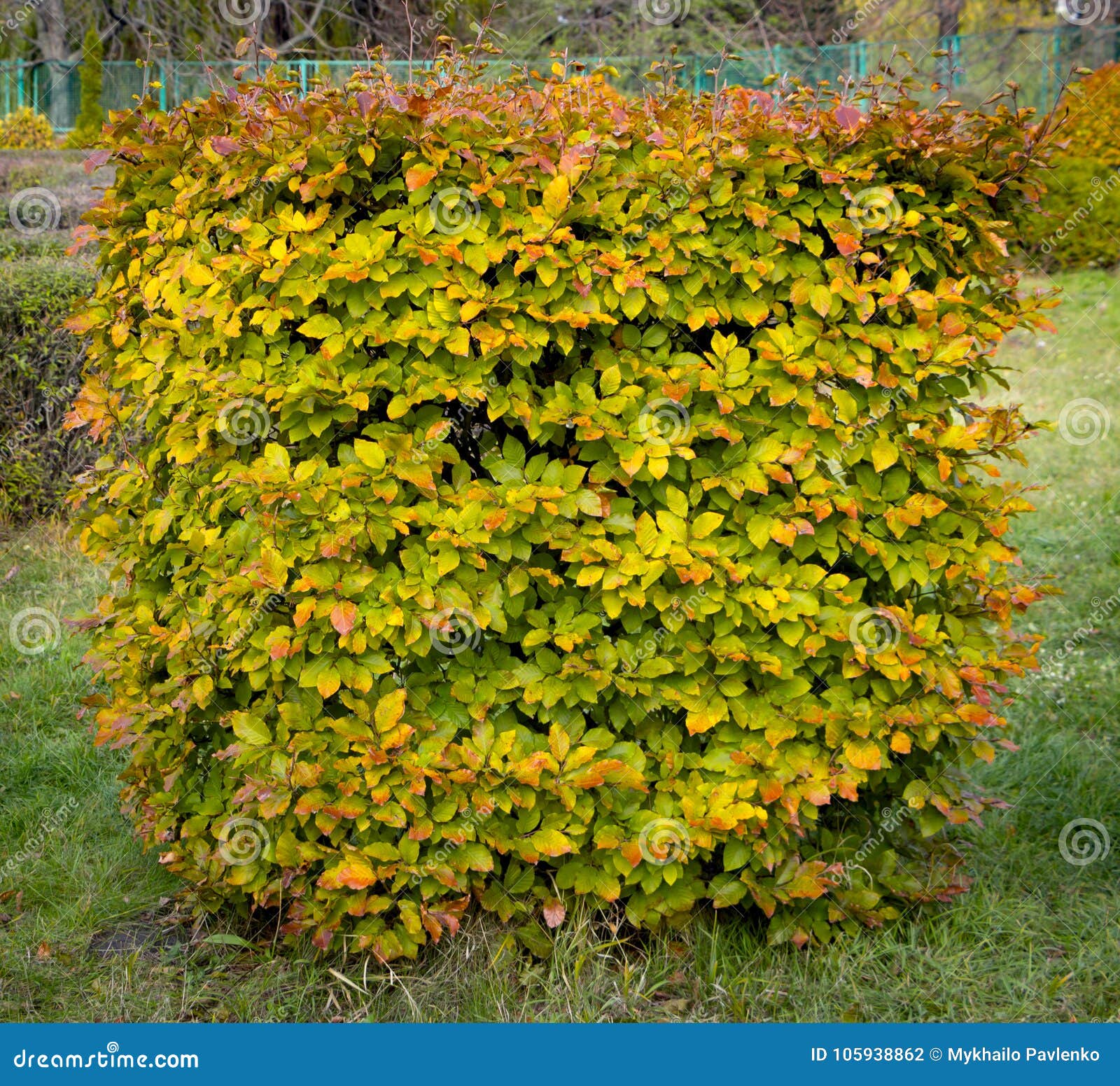 Hornbeam, Decorative, Weeping Form Close-up Background Stock Photo ...