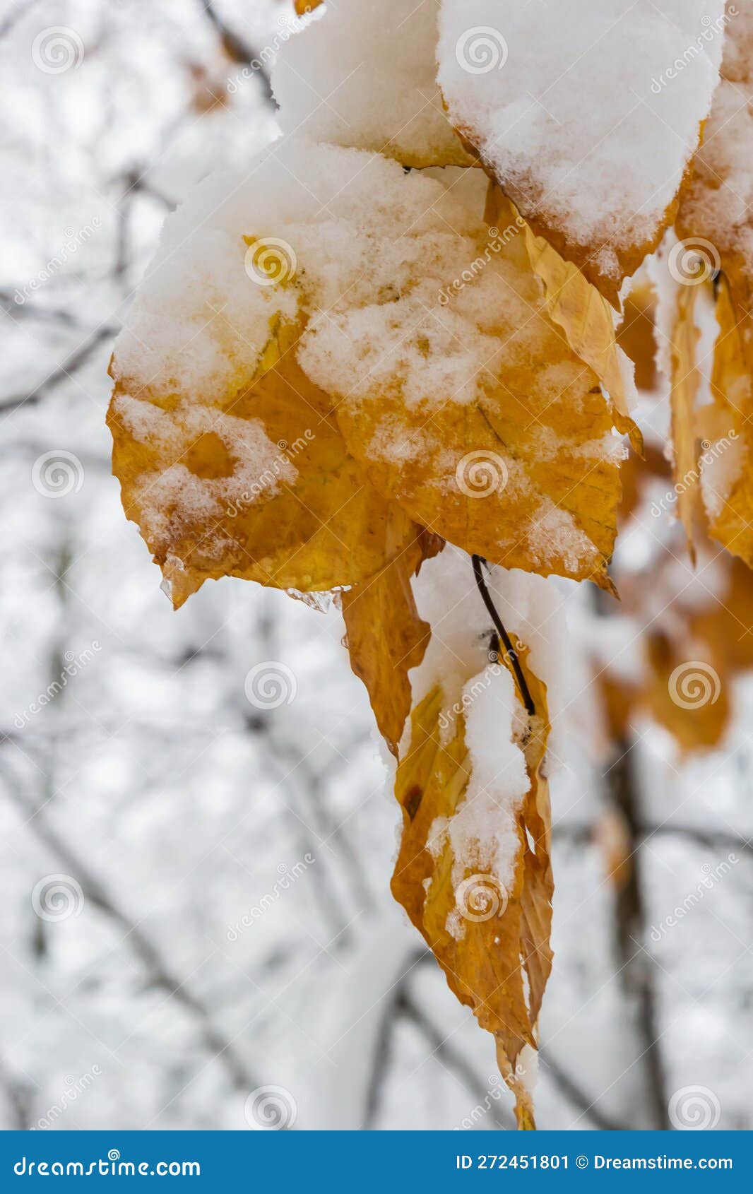 Hornbeam Tree Leaves Covered with Snow. Fresh Big Snow on the Branches ...