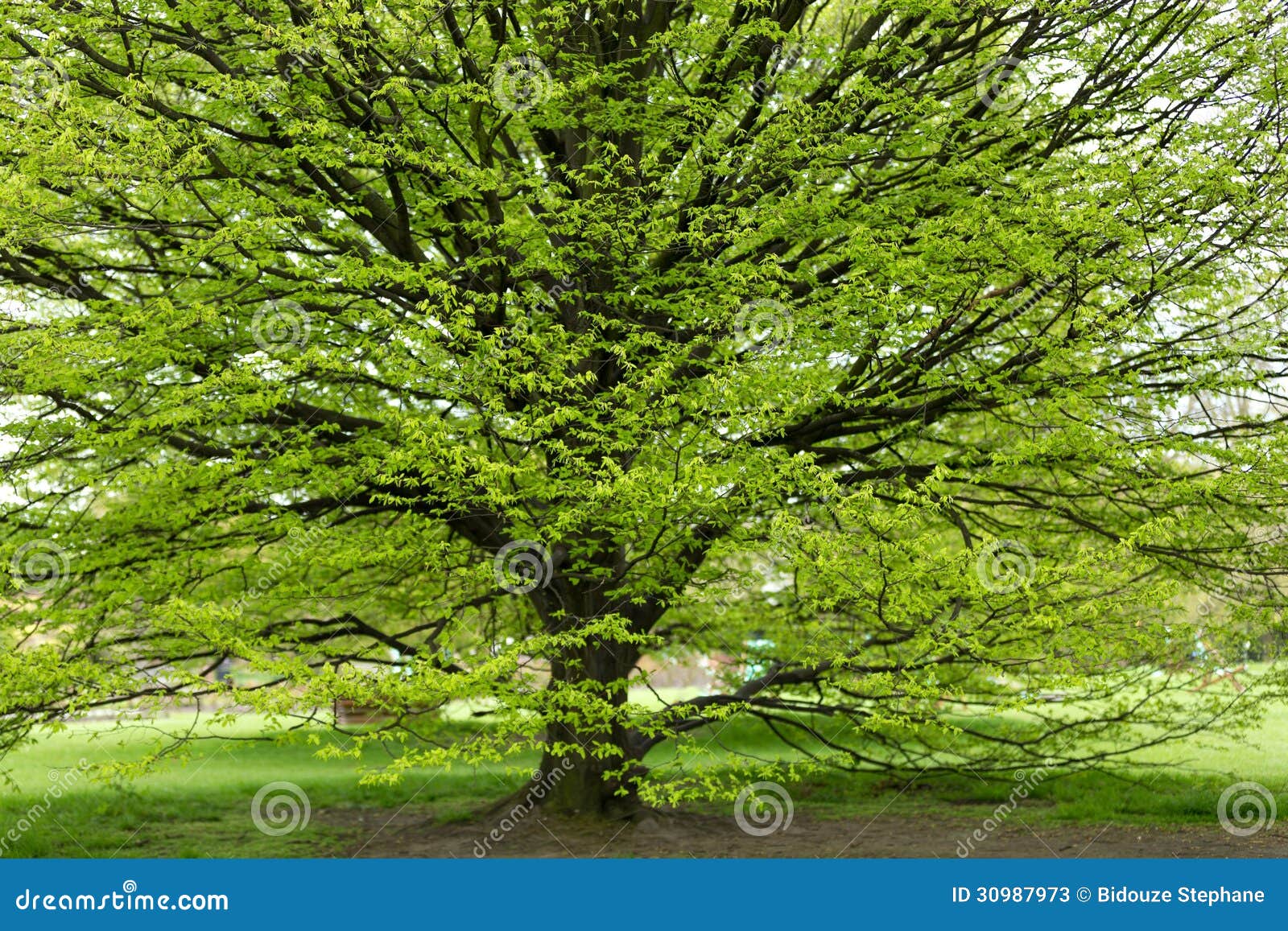 Hornbeam Tree On Which A Toilet Sign Is Forcibly Bolted. Wooden Sign ...