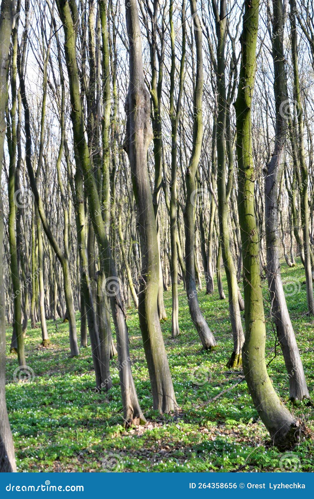 Hornbeam Trees Growing in the Forest Stock Photo - Image of heritage ...