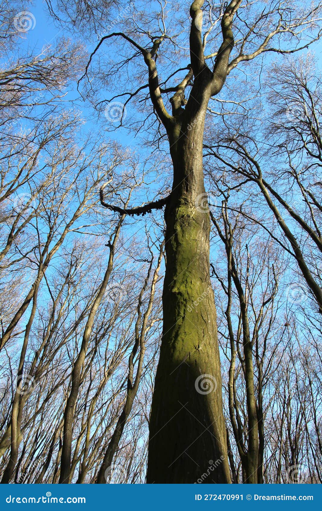 Hornbeam Trees Growing in the Forest Stock Image - Image of wood ...