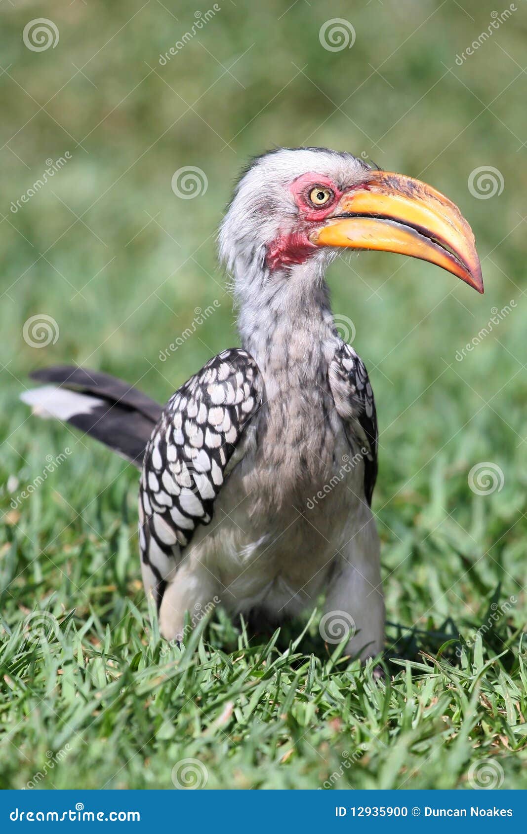 Hornbill Bird stock photo. Image of white, billed, paradise - 12935900