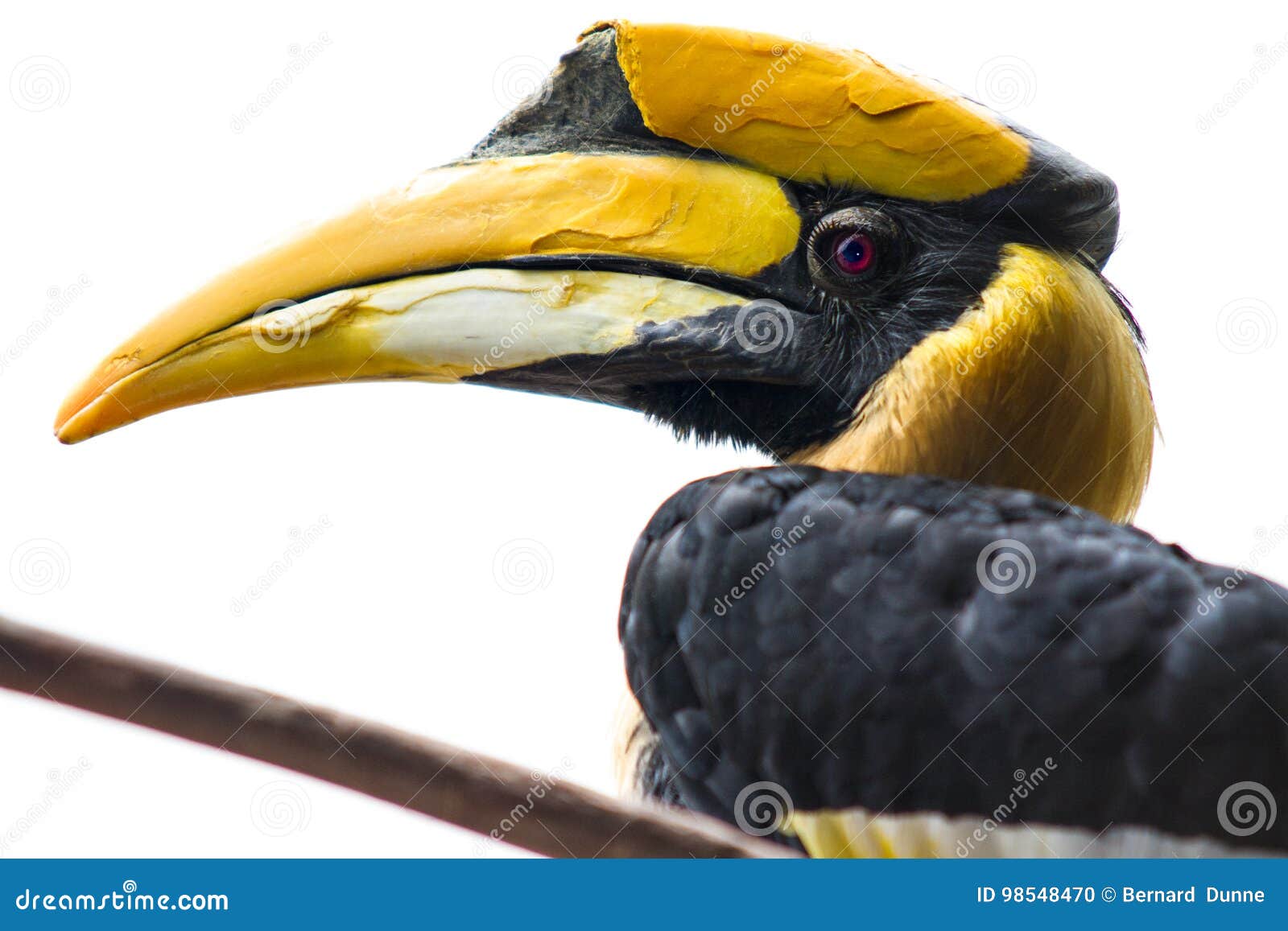 Hornbill bird profile stock photo. Image of bill, animal - 98548470