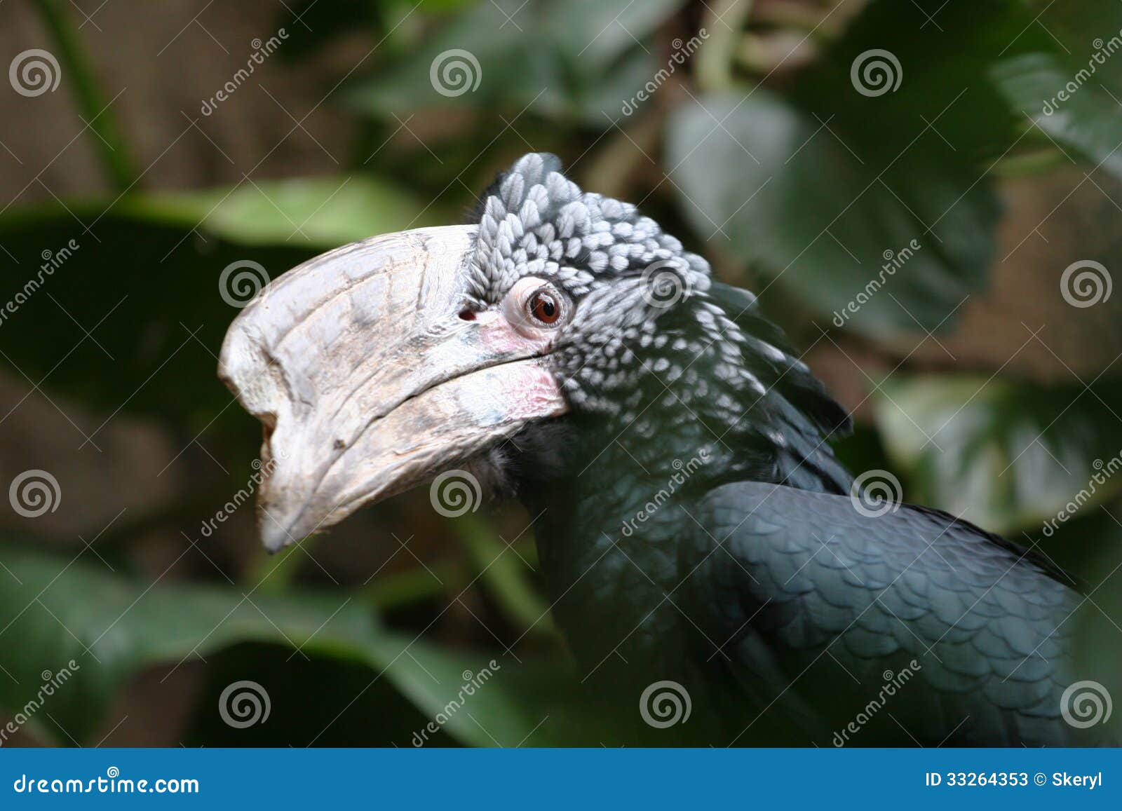 Hornbill bird stock image. Image of feathers, silver - 33264353