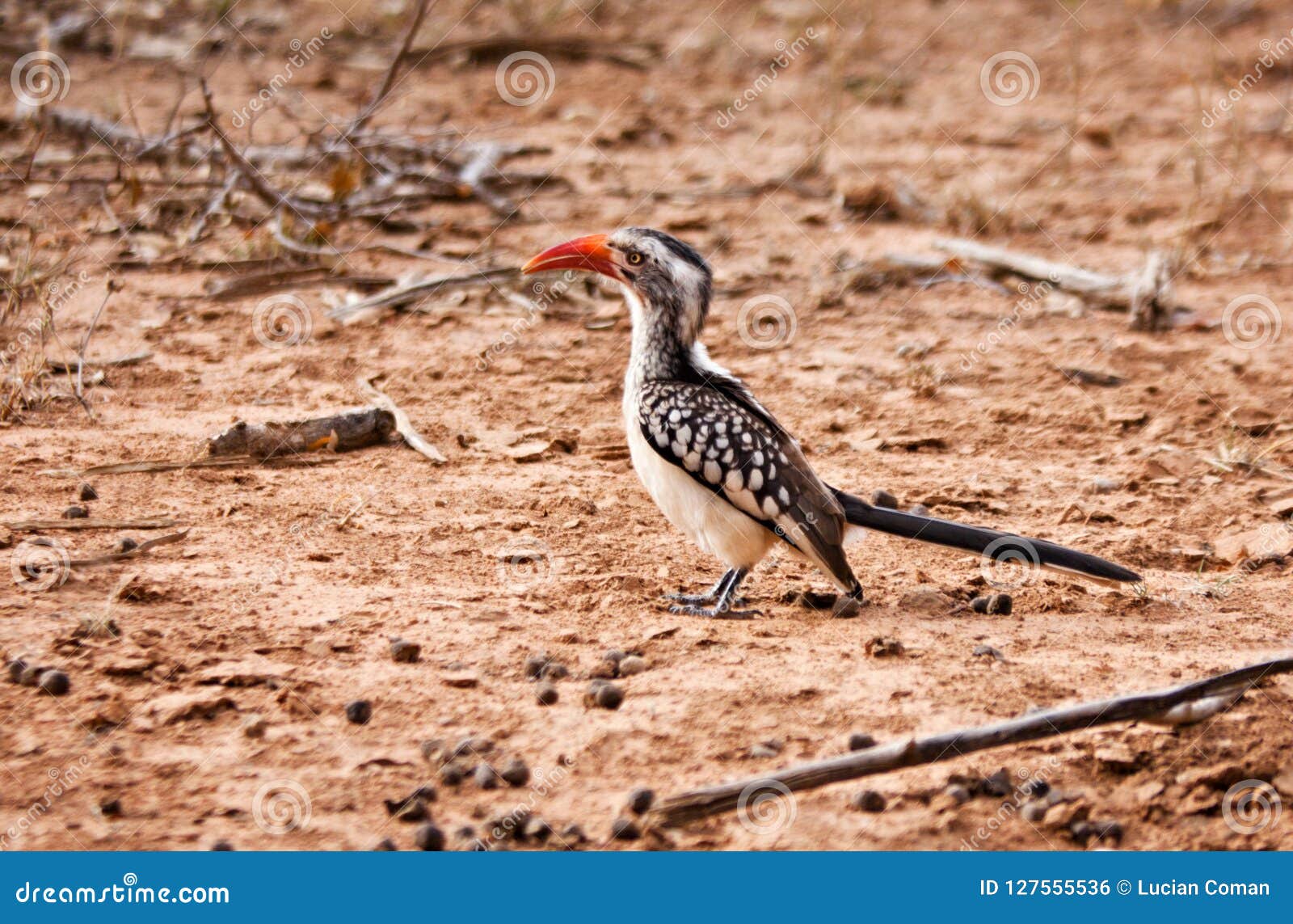 Hornbill Bird Searching for Food on the Ground Stock Photo - Image of ...