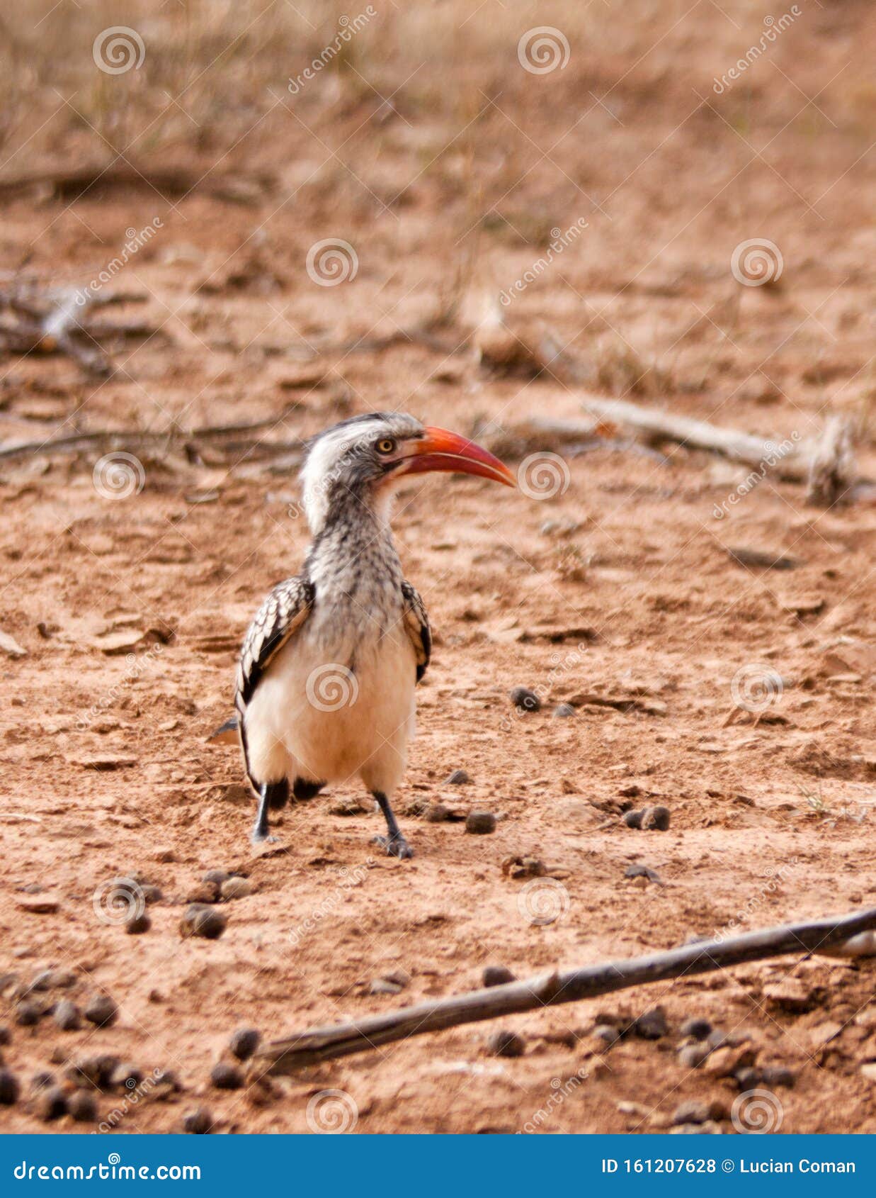 Hornbill birds in the sand stock photo. Image of beak - 161207628