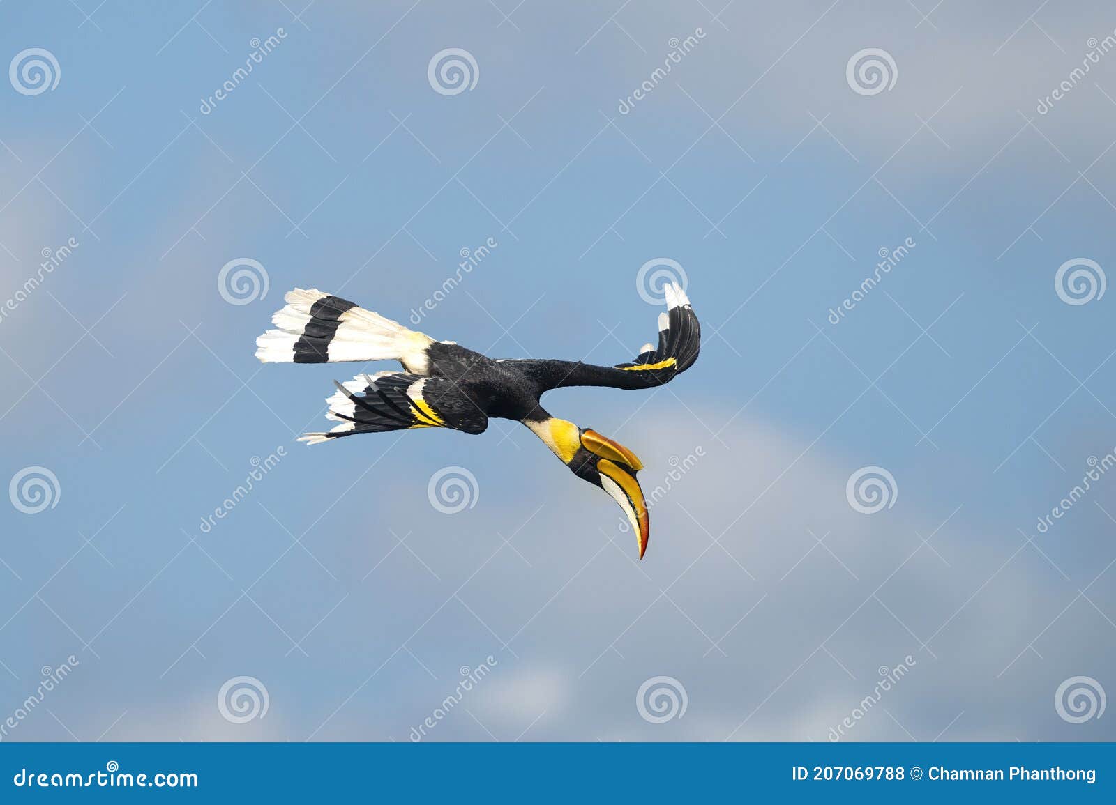 Hornbill Flying in the Forest Stock Photo - Image of feather, perching ...