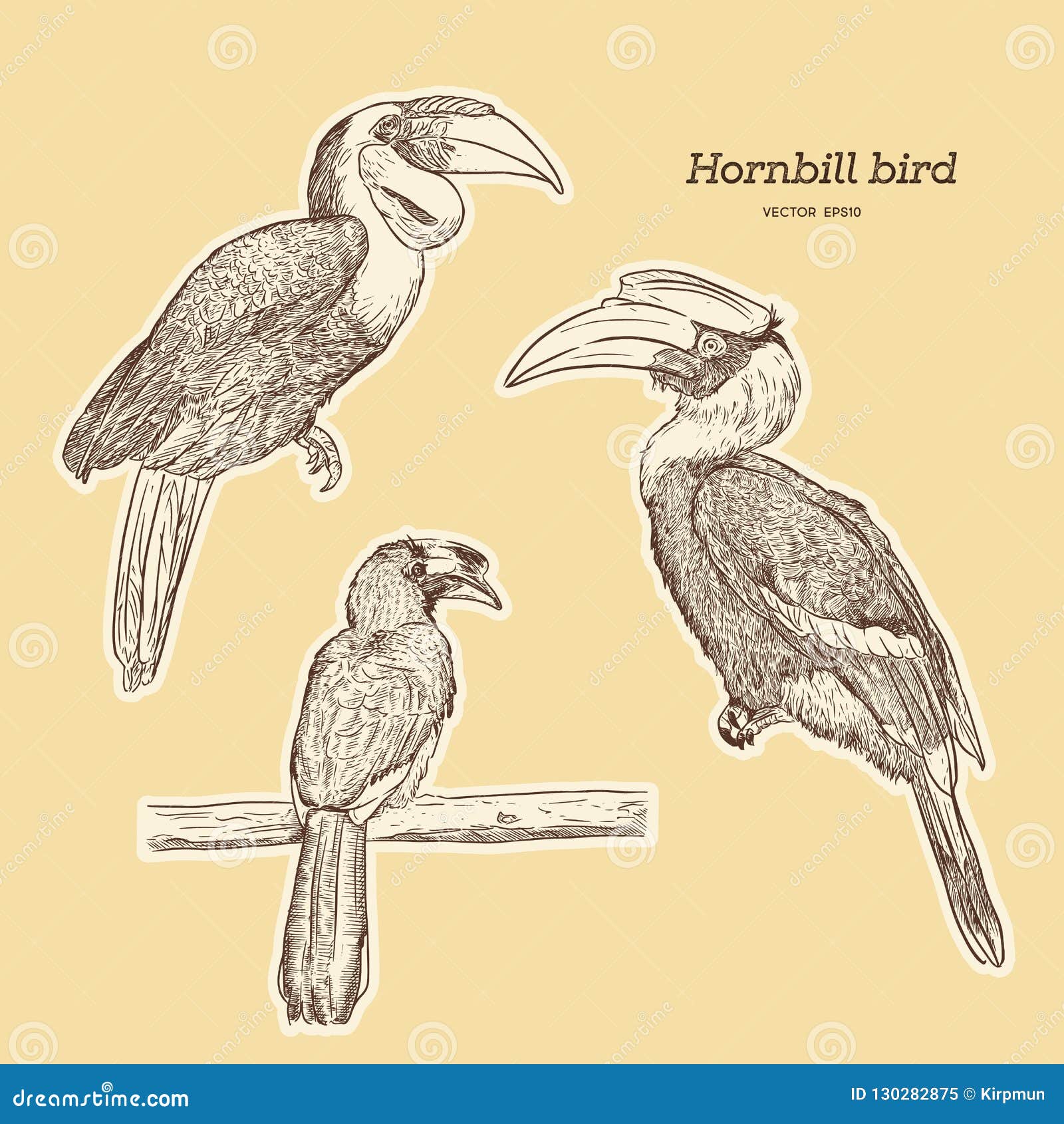 Hornbill, Hand Draw Sketch Vector. Stock Vector - Illustration of ...