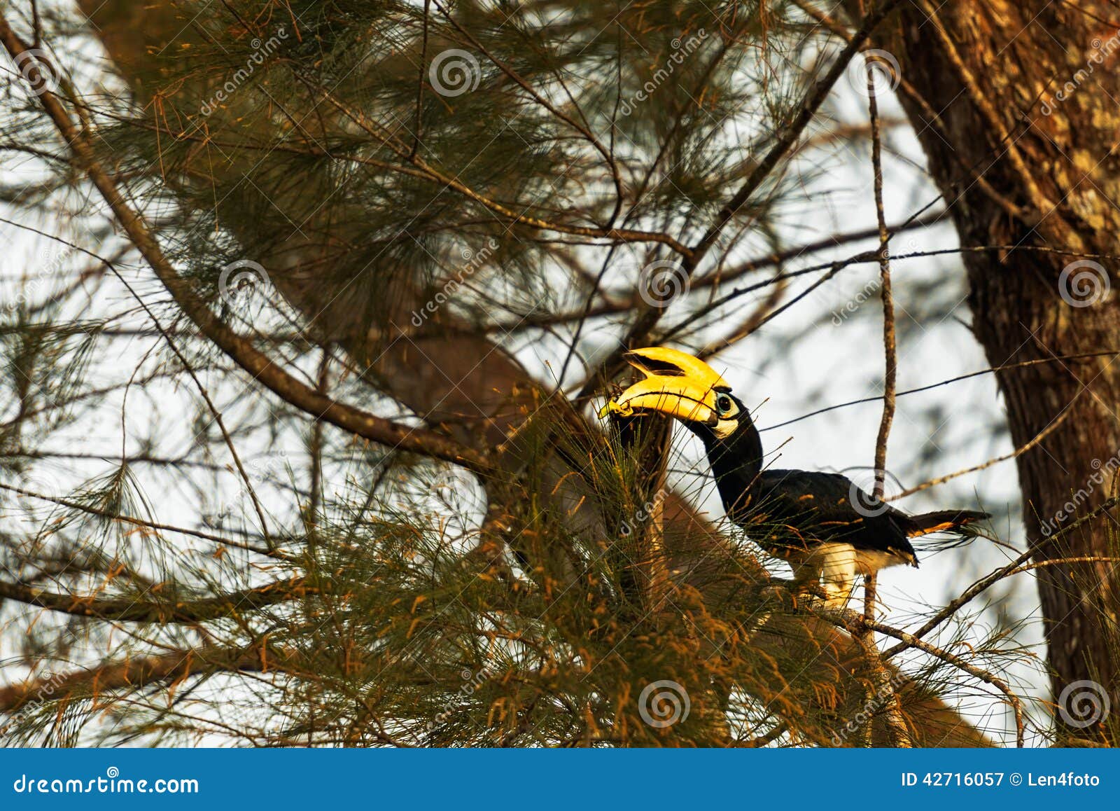 Hornbill stock image. Image of black, climate, organism - 42716057