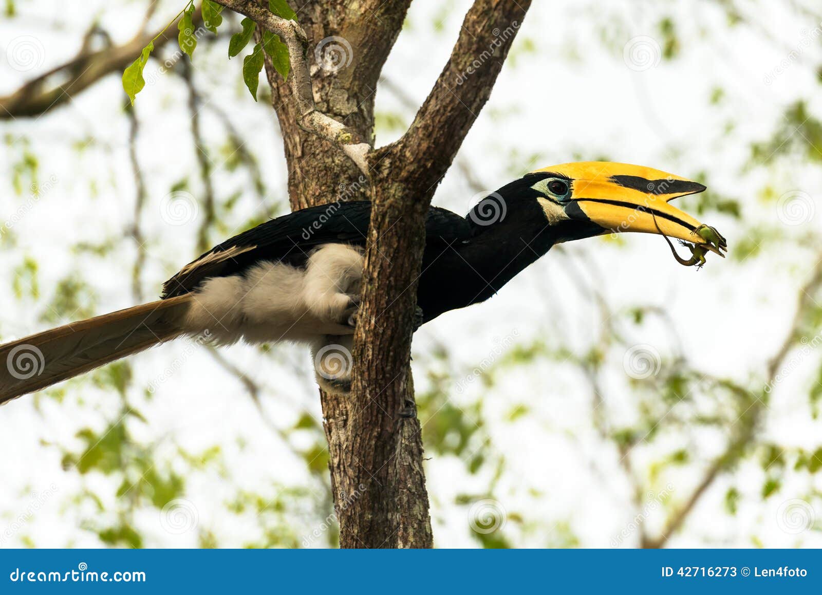 Hornbill stock image. Image of living, bird, lizard, forest - 42716273