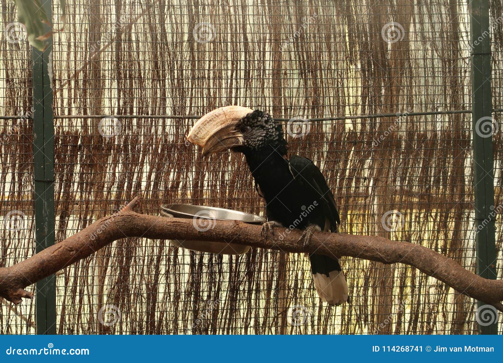 Hornbill stock image. Image of bird, inside, angle, black - 114268741