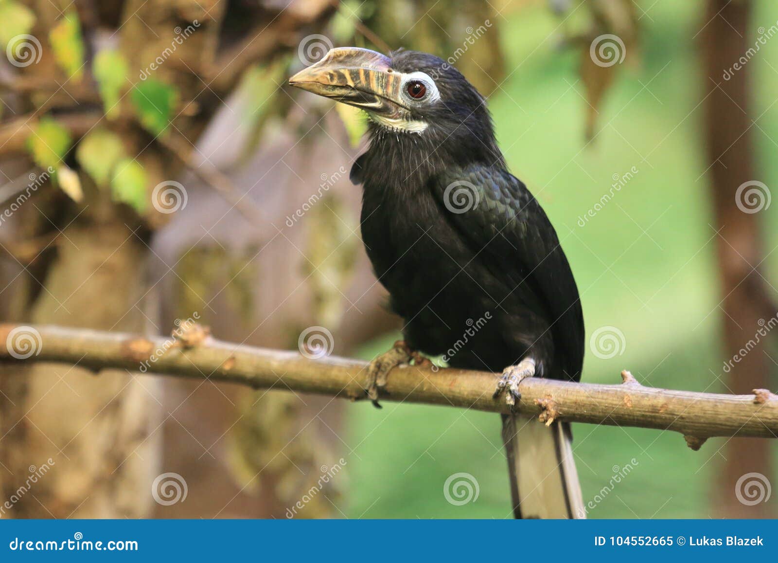 Hornbill Tarictic Do Visayan Imagem de Stock - Imagem de fêmea, animal ...