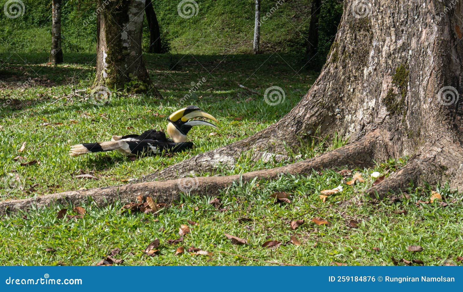 A Hornbill Was Lying in the Grass Stock Photo - Image of forest, yellow ...