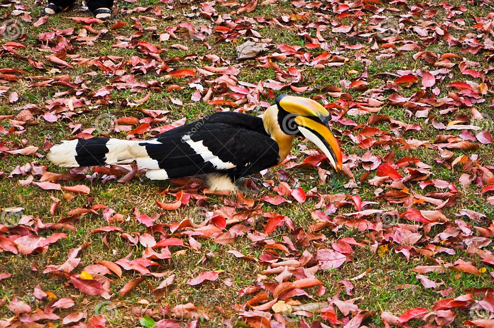 Hornbills on the Lawn and Red Leaf Stock Image - Image of rain ...