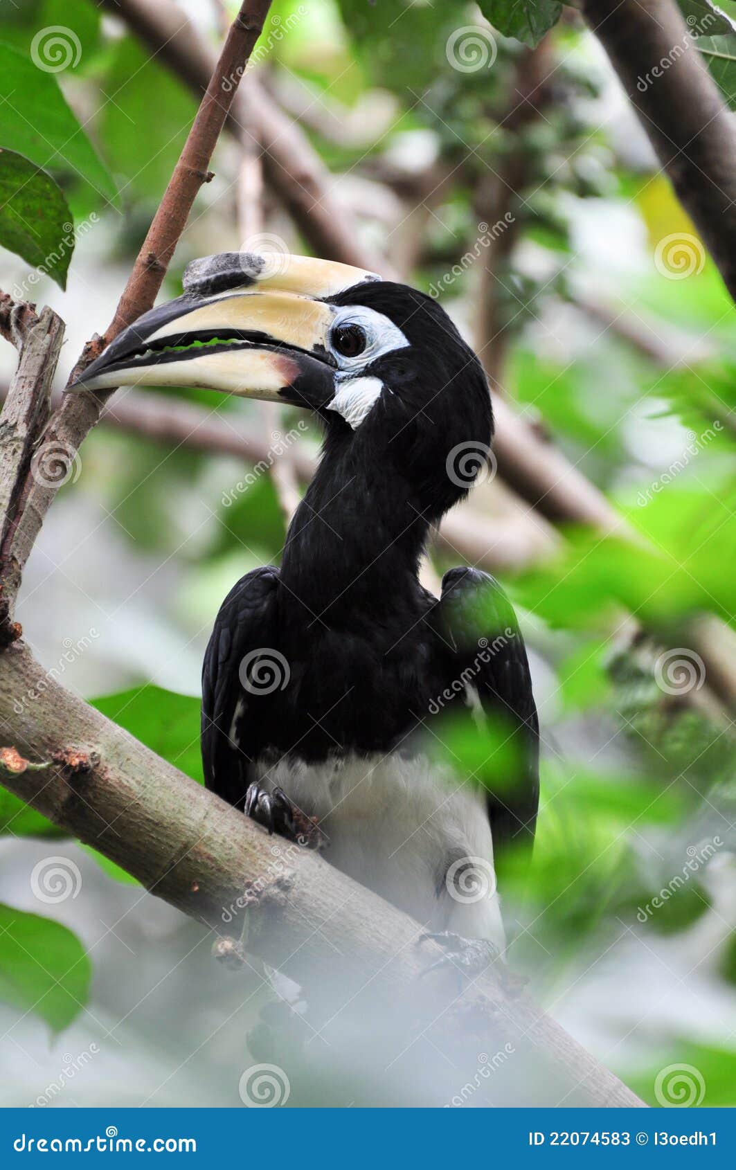 Hornbills in a tree stock image. Image of hornbills, bali - 22074583