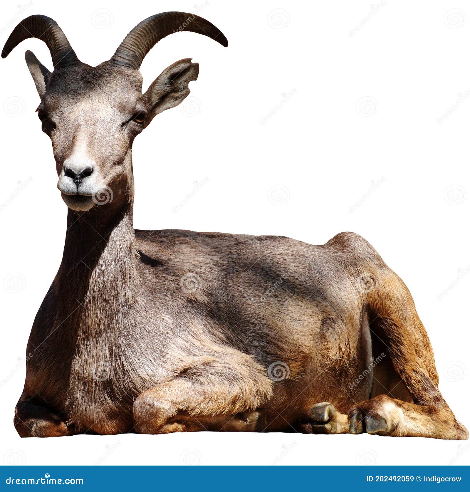 Horned Animal stock image. Image of background, horn - 202492059