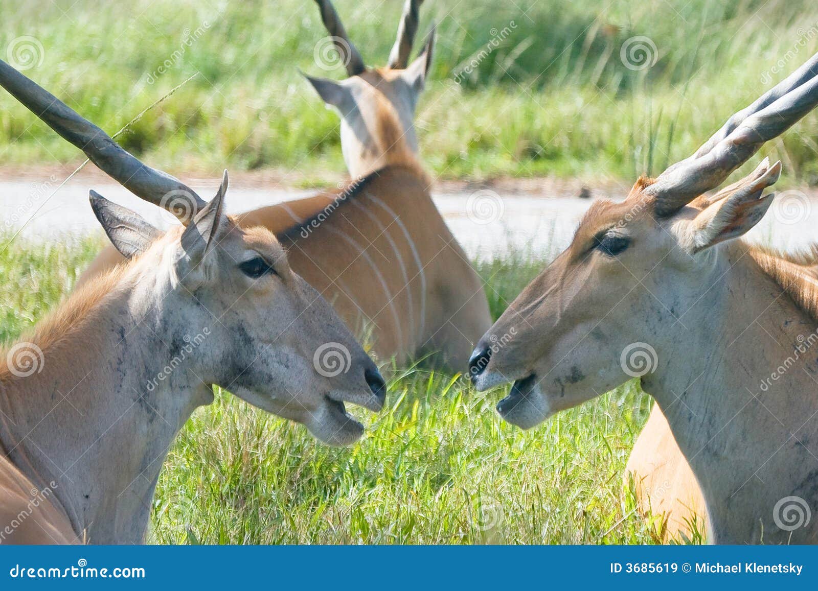 Horned Animals 3 stock image. Image of closeup, face, resting - 3685619