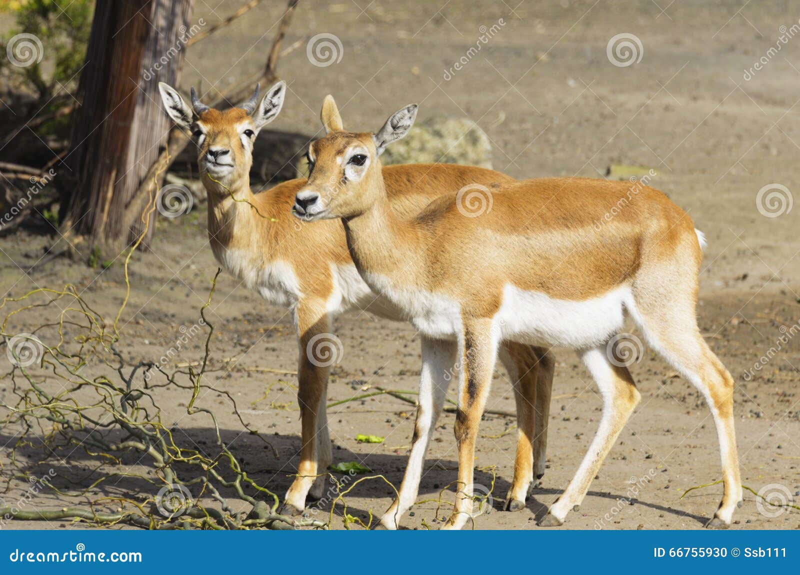 Horned antelope stock photo. Image of park, mammals, uncultivated ...