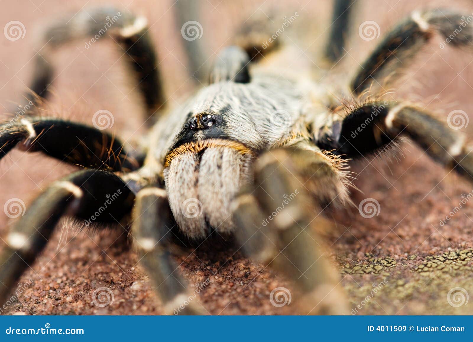 Horned Baboon Tarantula stock image. Image of hairy, ceratogyrus - 4011509