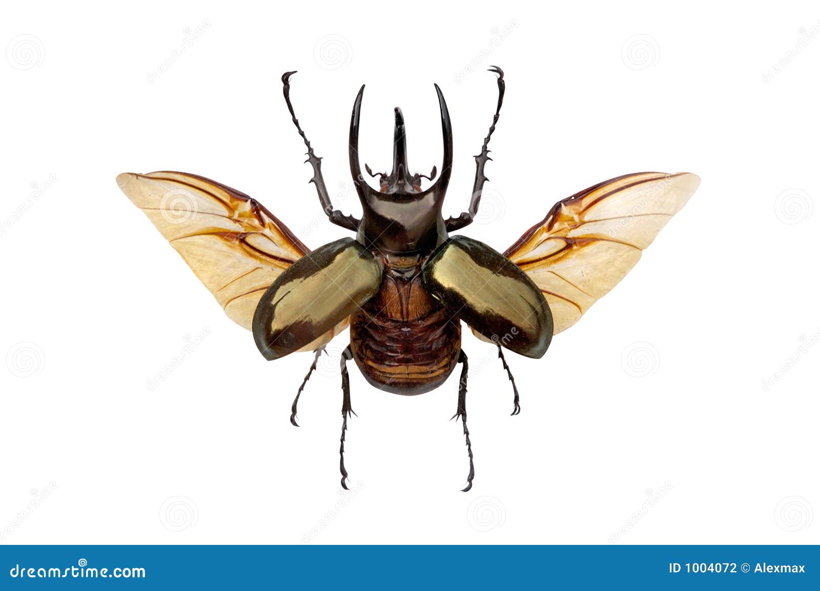 Horned beetle stock photo. Image of pattern, brown, abstract - 1004072