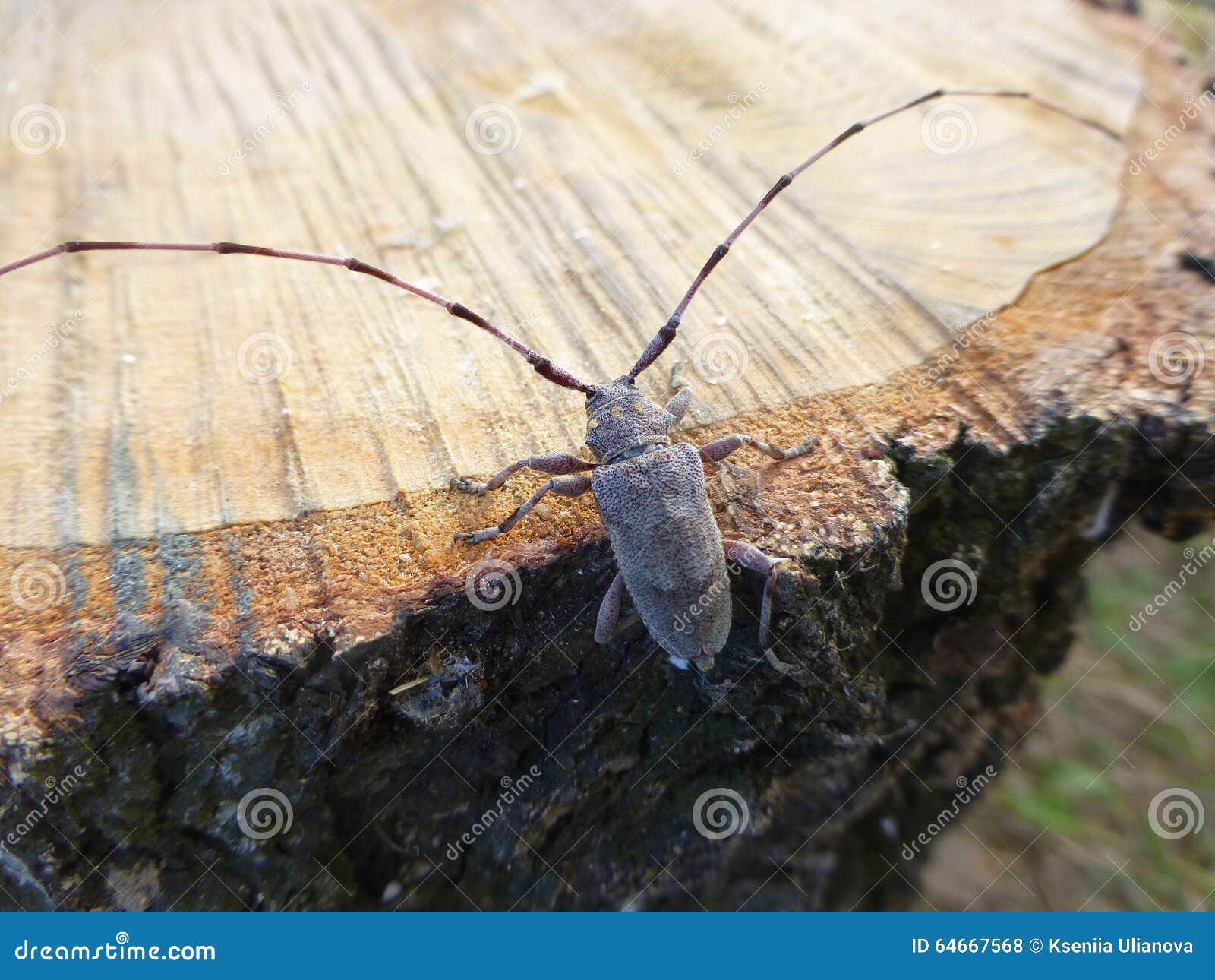Horned beetle stock photo. Image of stump, spring, nature - 64667568