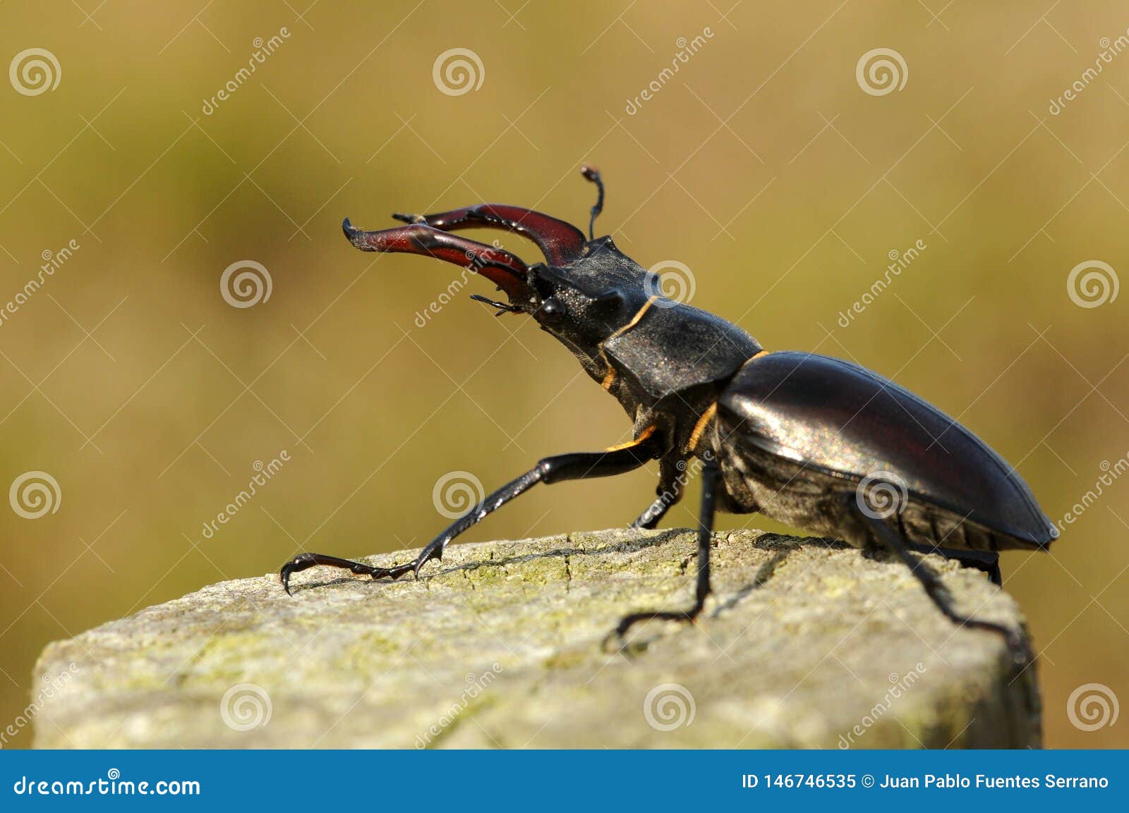 Horned beetle in the wild stock image. Image of field - 146746535