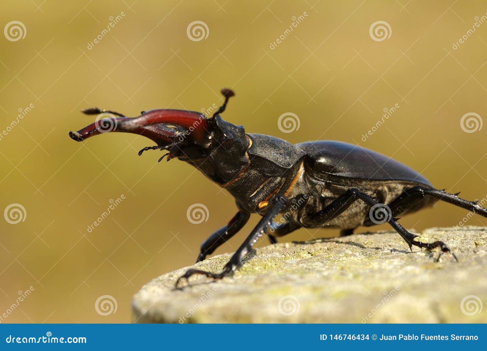 Horned beetle in the wild stock photo. Image of chestnut - 146746434