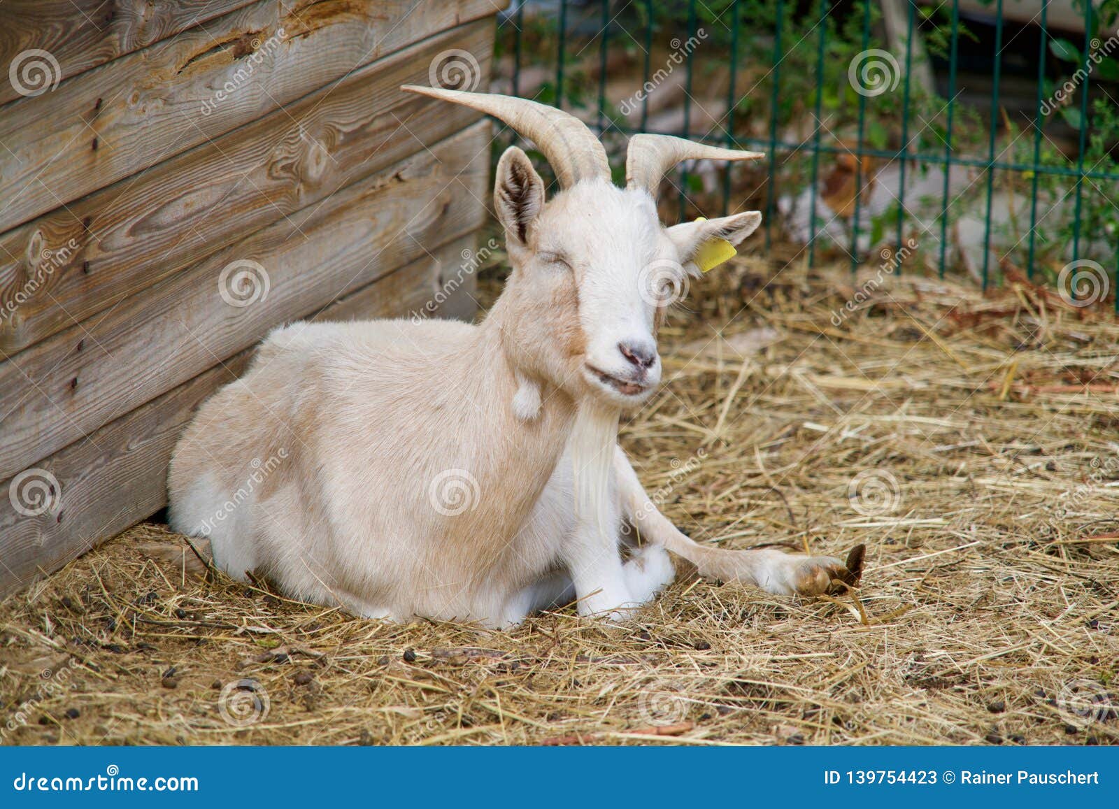 Horned beige goat stock image. Image of white, rural - 139754423