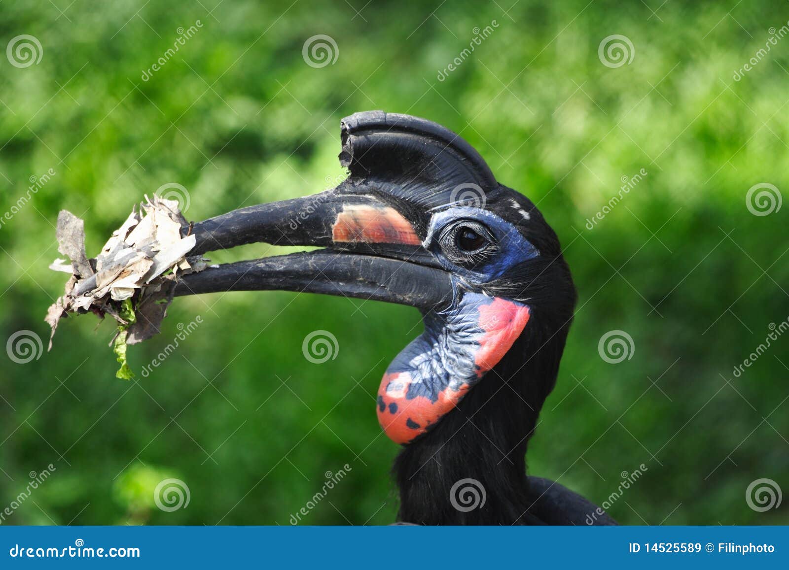 The Horned Bird stock image. Image of love, abissinicus - 14525589